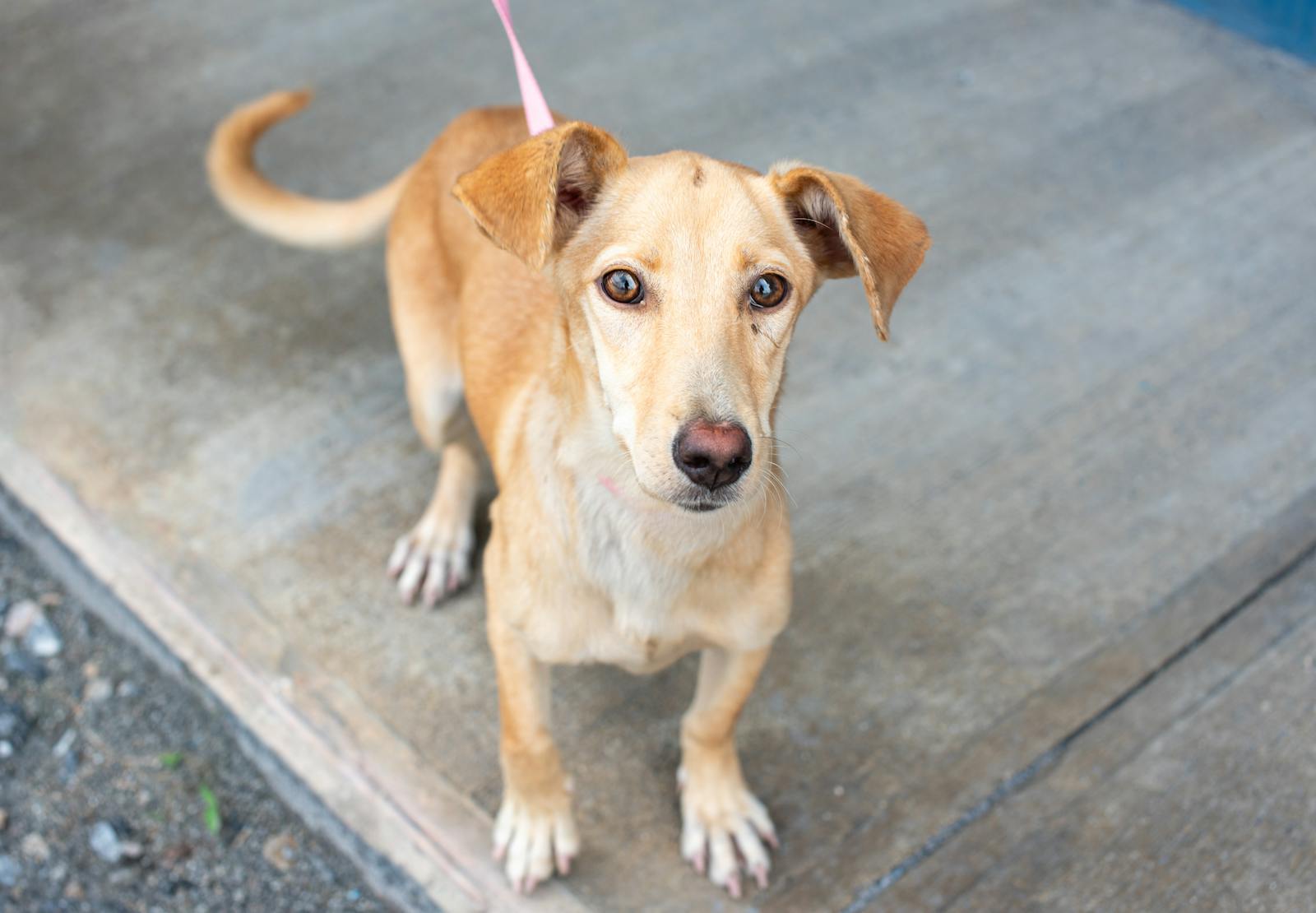 15 Ways Dogs Grieve When Their Owners Pass Away - Dog Breed Pro