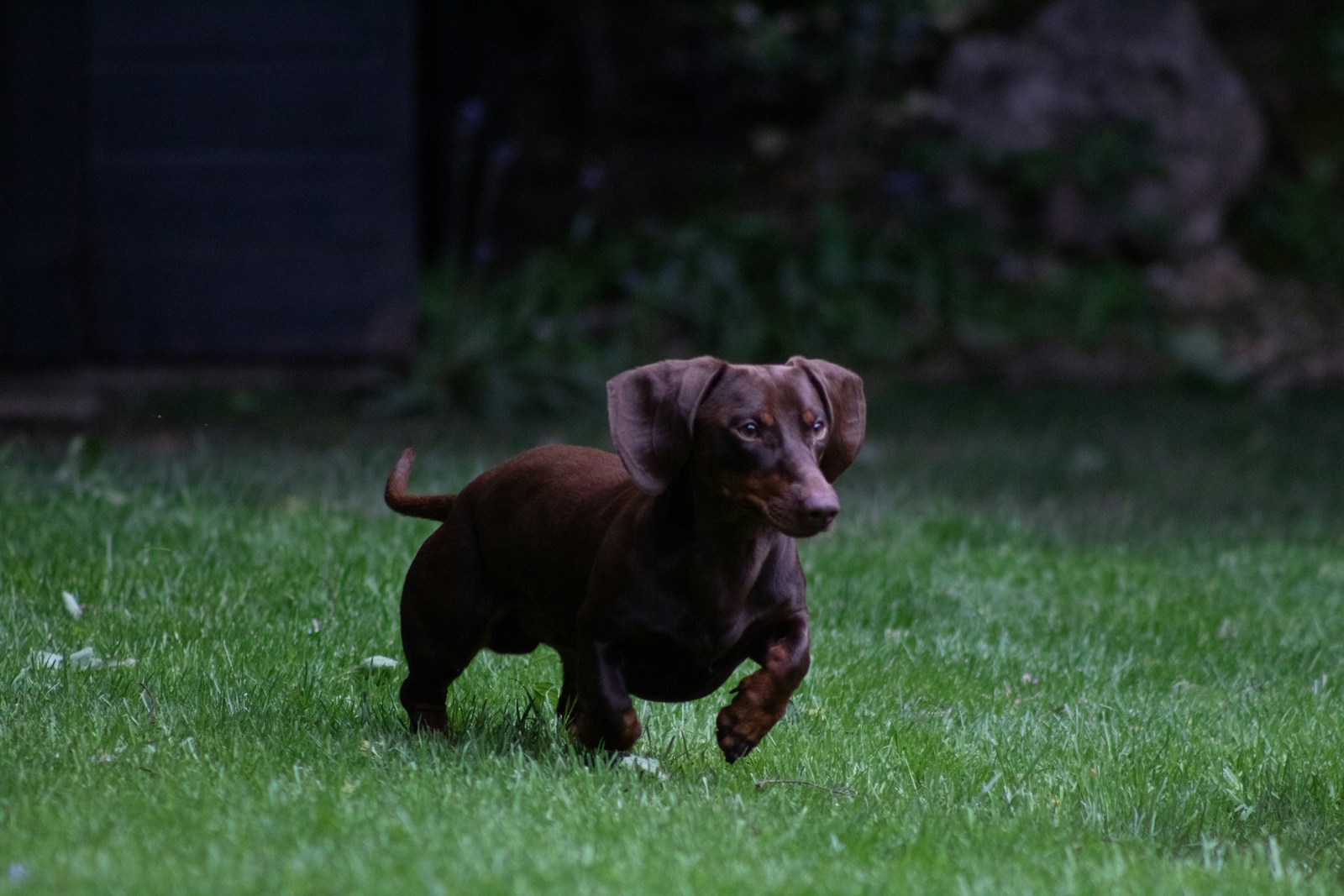 15 Dog Breeds That Are the Most Loyal to Their Owners - Dog Breed Pro