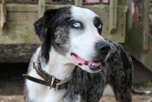 10 Facts About The Catahoula Leopard Dog - Dog Breed Pro