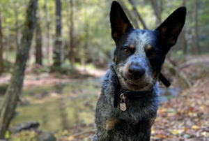 20 Red Heeler Traits That Every Dog Lover Should Know - Dog Breed Pro