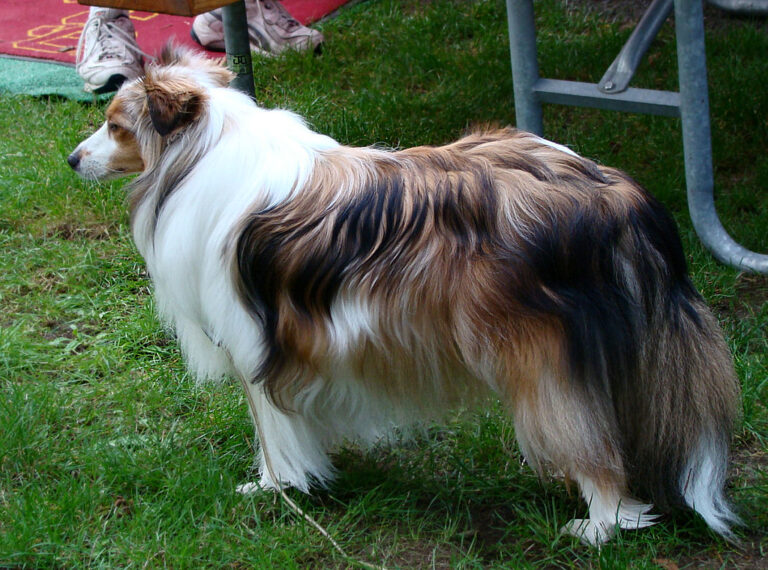 30 Dog Breeds with the Most Dramatic Personalities - Dog Breed Pro