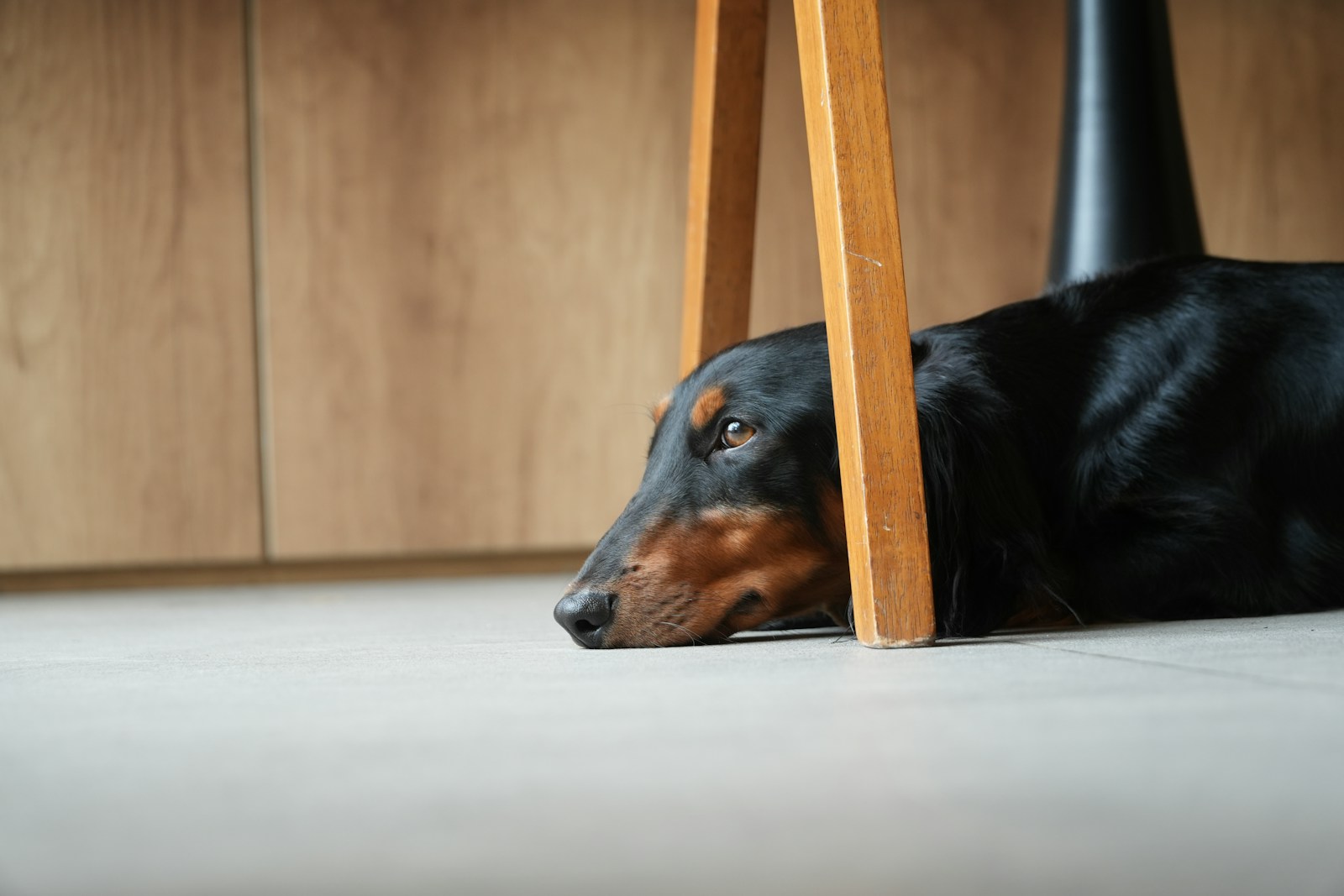 15 Dog Breeds That Are Known for Being Very Stubborn - Dog Breed Pro