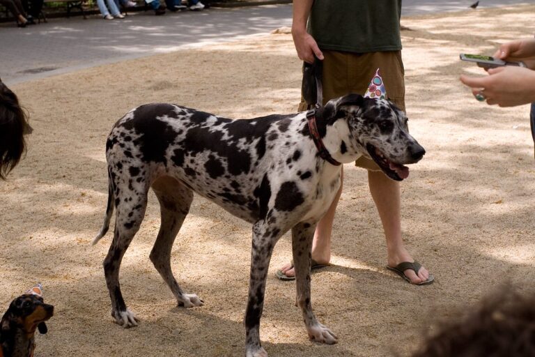 30 Friendliest Dog Breeds That Love Everyone - Dog Breed Pro