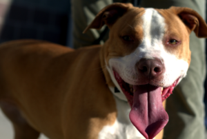 10 Towering Pit Bull Breeds That Dominate In Size - Dog Breed Pro