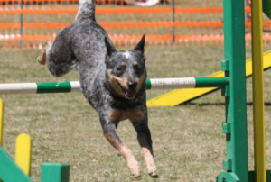 What Dog Owners Need To Know About Red Heelers - Dog Breed Pro