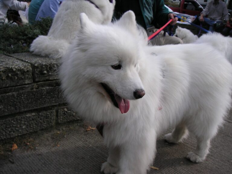 30 Dog Breeds with the Most Dramatic Personalities - Dog Breed Pro