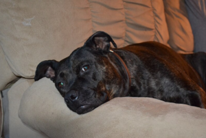 10 Pit Bull Colors And Patterns That Stand Out - Dog Breed Pro