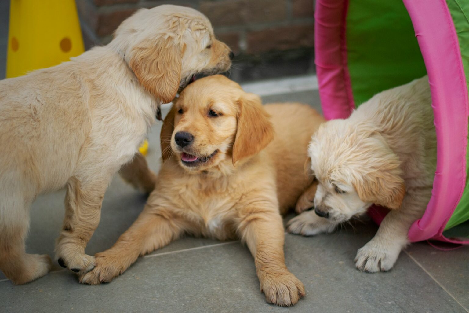 30 Friendliest Dog Breeds That Love Everyone - Dog Breed Pro