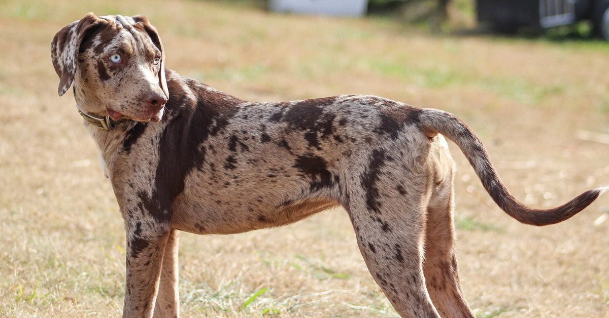 10 Facts About The Catahoula Leopard Dog - Dog Breed Pro