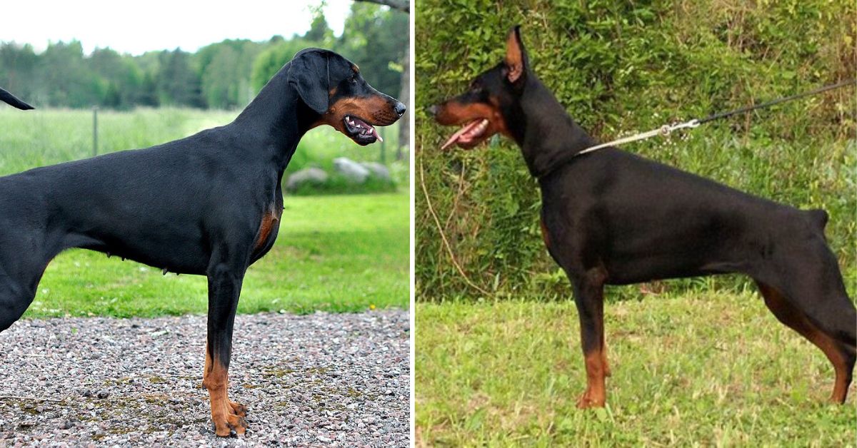 American Vs. European Dobermans: 10 Distinctive Traits Compared - Dog ...