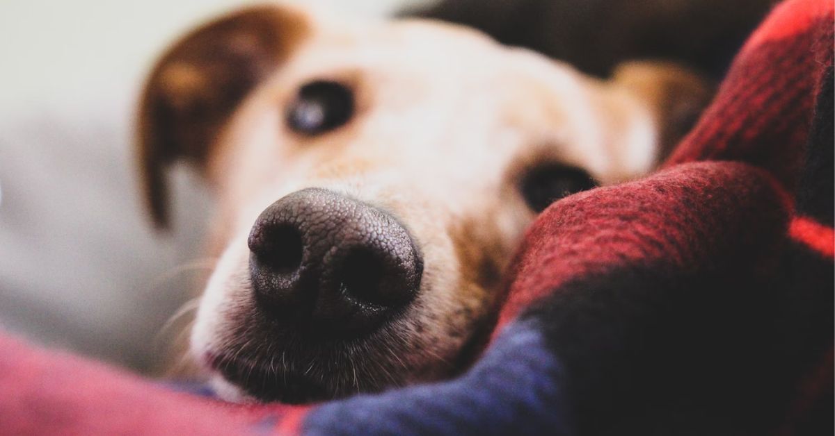 What Makes Dog Noses So Special - Dog Breed Pro