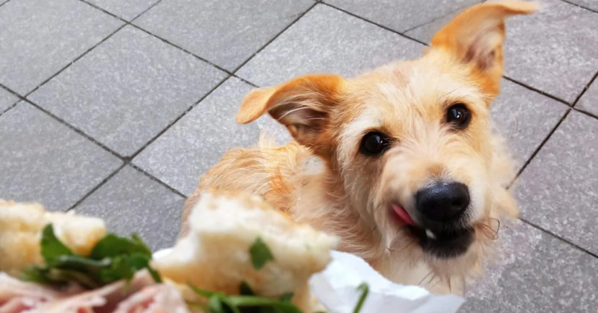 10 Dog Care Habits To Avoid - Dog Breed Pro