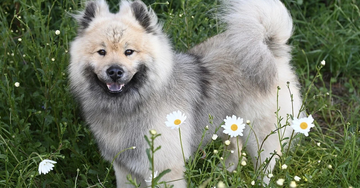 20 Dogs That Will Change Your View On Mixed Breeds - Dog Breed Pro