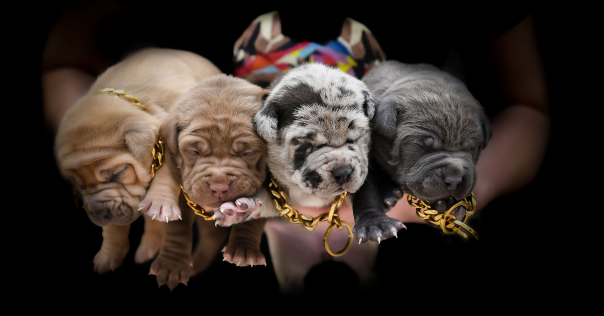 10 Pit Bull Colors And Patterns That Stand Out - Dog Breed Pro