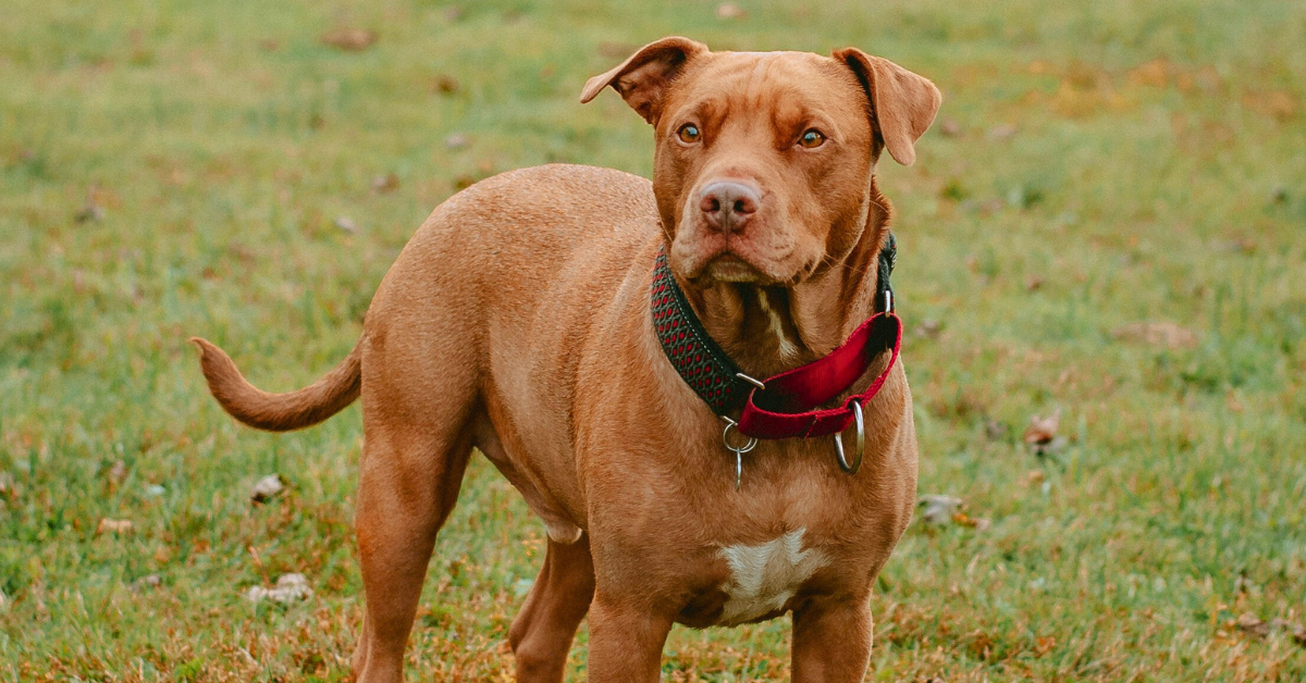 10 Towering Pit Bull Breeds That Dominate In Size - Dog Breed Pro