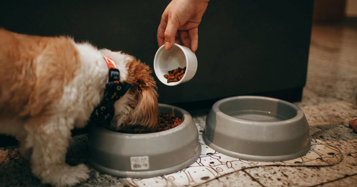 10 Things To Know About Feeding Your Dog The Right Way - Dog Breed Pro