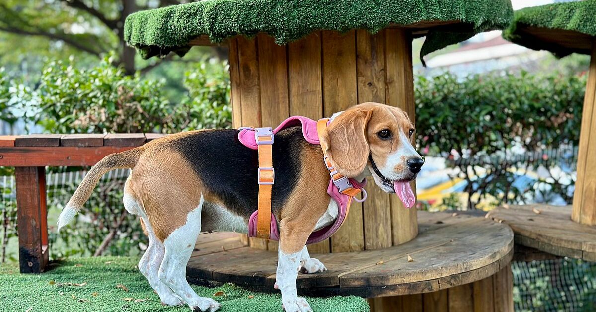 10 Beagle Facts That Prove They’re More Than Just Pets - Dog Breed Pro