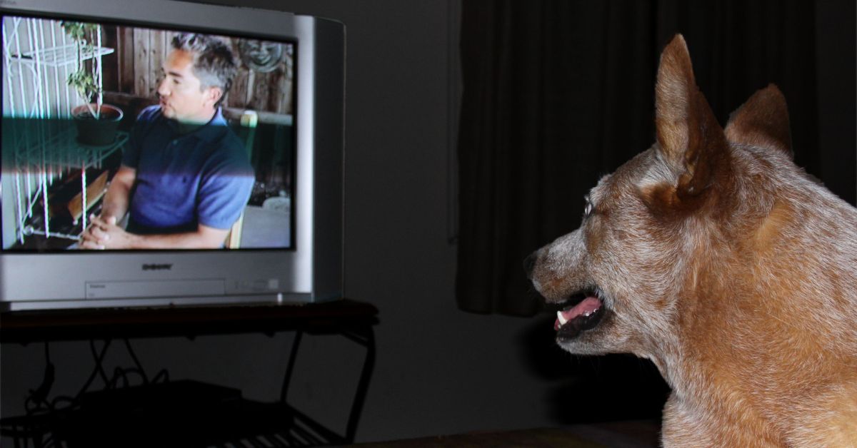 TV-Obsessed Dog Breeds Vs. Those That Are Uninterested - Dog Breed Pro