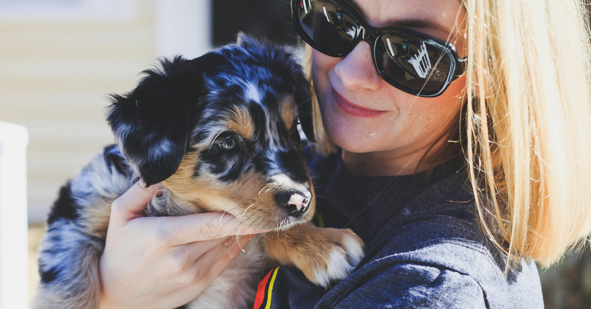 10 Factors To Consider Before Choosing Australian Shepherds For Service ...