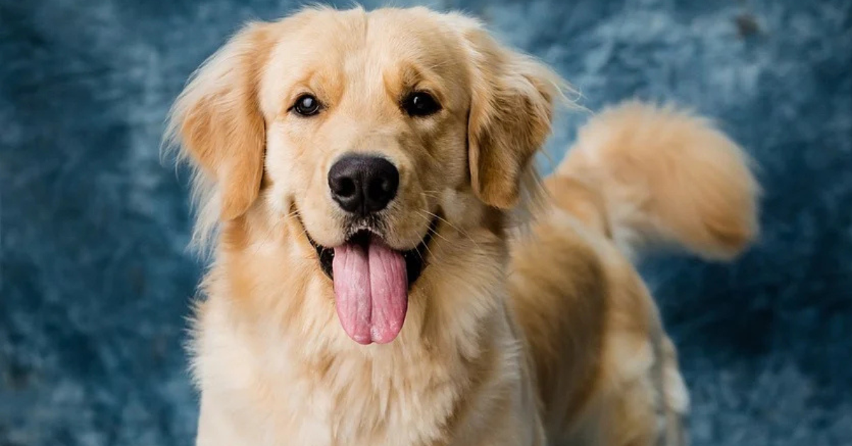 Is Your Pet A Papa Dog? - Dog Breed Pro