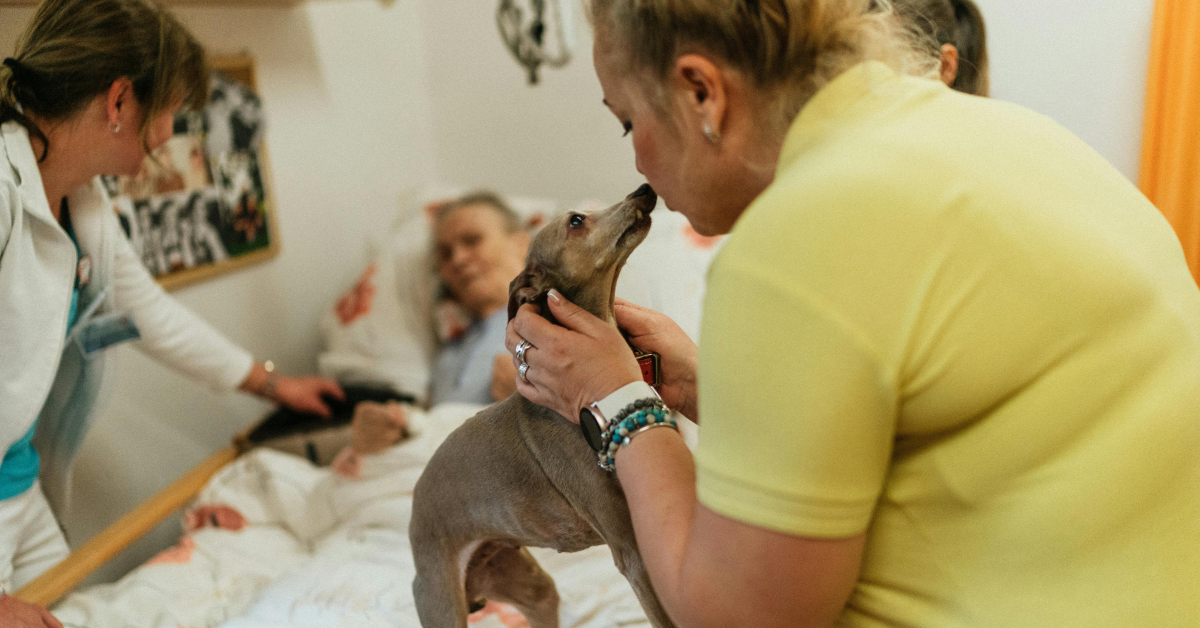 10 Low-Energy Dog Breeds That Are Perfect For Seniors - Dog Breed Pro