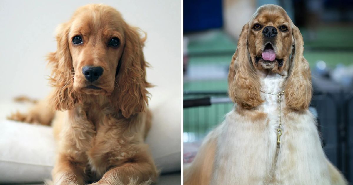 10 Differences Between English And American Cocker Spaniels - Dog Breed Pro