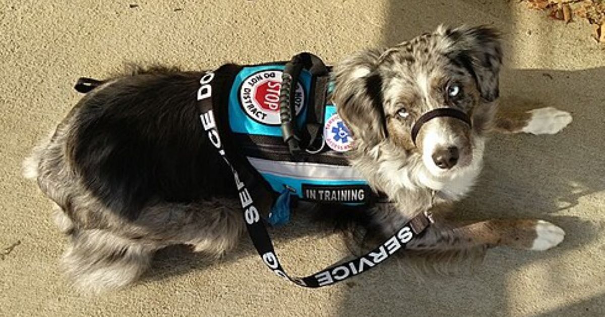 How To Smoothly Welcome A Service Dog (Australian Shepherd) Into Your ...