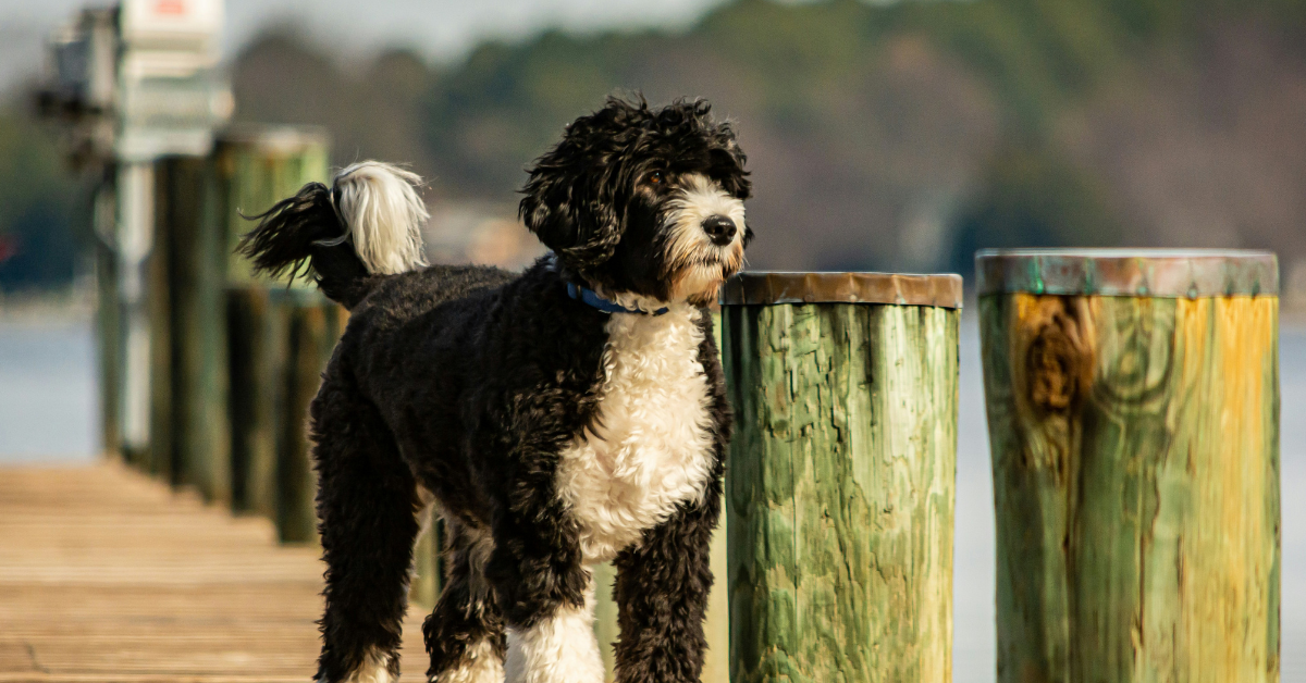 20 Dogs That Let You Skip The Fur Cleanup - Dog Breed Pro