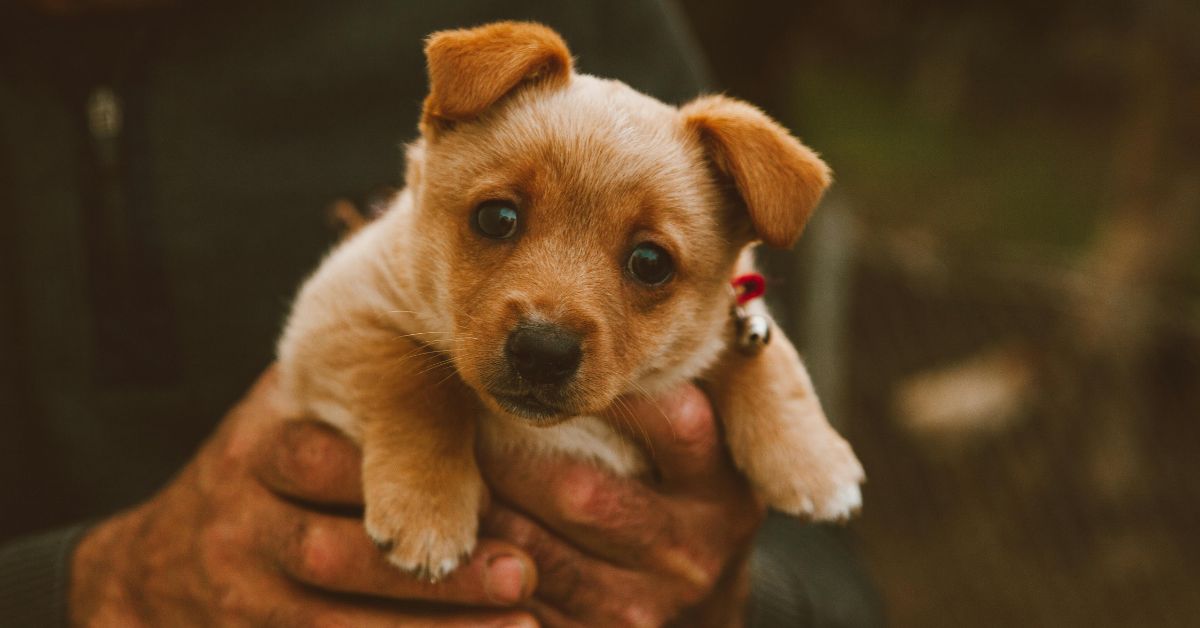 10 Things Dog's Paws Say About Their Personality - Dog Breed Pro