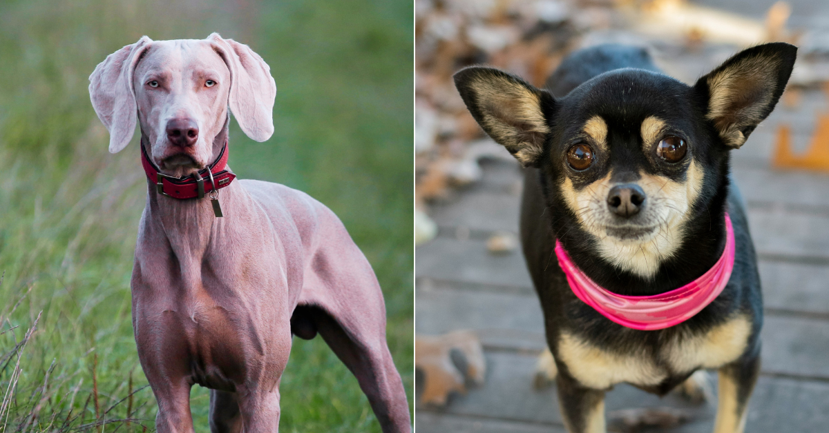 20 Unique Facts About the Rare Great Dane-Chihuahua Crossbreed - Dog ...