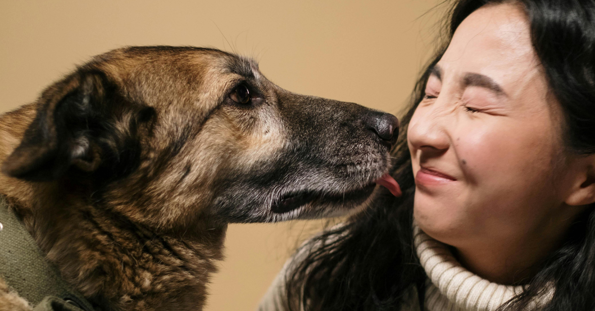 10 Methods To Support A Rescue Dog’s Transition - Dog Breed Pro
