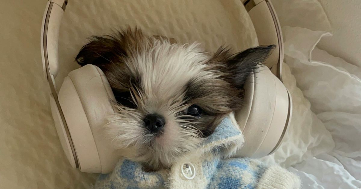 10 Ways Music Can Benefit Your Dog - Dog Breed Pro