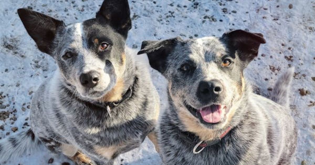 20 Red Heeler Traits That Every Dog Lover Should Know - Dog Breed Pro