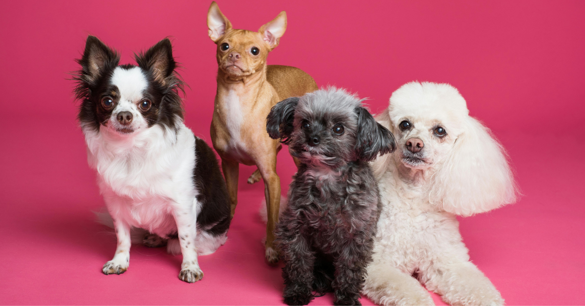 20 Dogs Who Will Melt Every Heart With Their Eyes - Dog Breed Pro