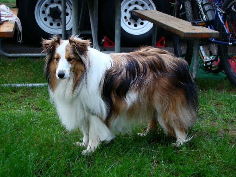 30 Friendliest Dog Breeds That Love Everyone - Dog Breed Pro