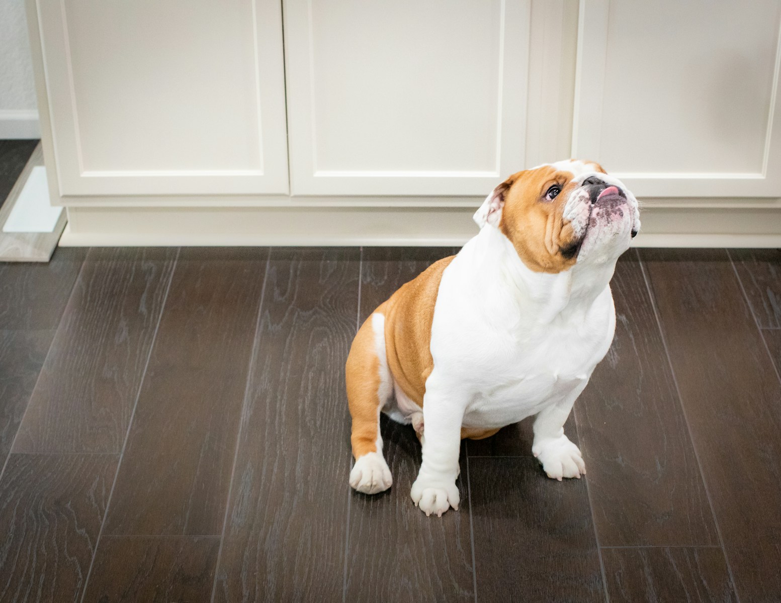15 Dog Breeds That Are the Most Loyal to Their Owners - Dog Breed Pro