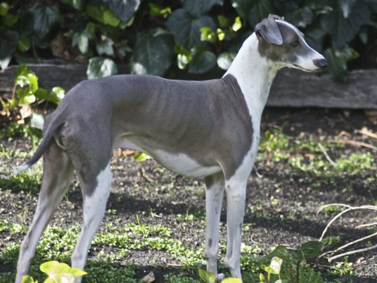 30 Friendliest Dog Breeds That Love Everyone - Dog Breed Pro