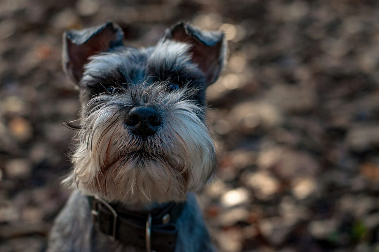 15 Dog Breeds That Are Known for Being Very Stubborn - Dog Breed Pro
