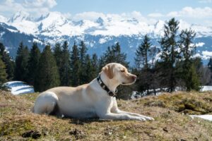 15 Dog Breeds That Are the Most Loyal to Their Owners - Dog Breed Pro