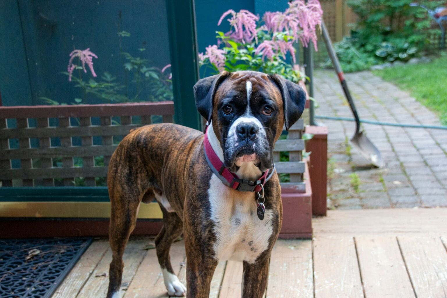 30 Friendliest Dog Breeds That Love Everyone - Dog Breed Pro