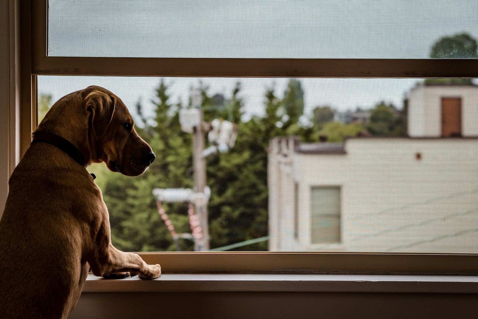15 Ways Dogs Grieve When Their Owners Pass Away - Dog Breed Pro