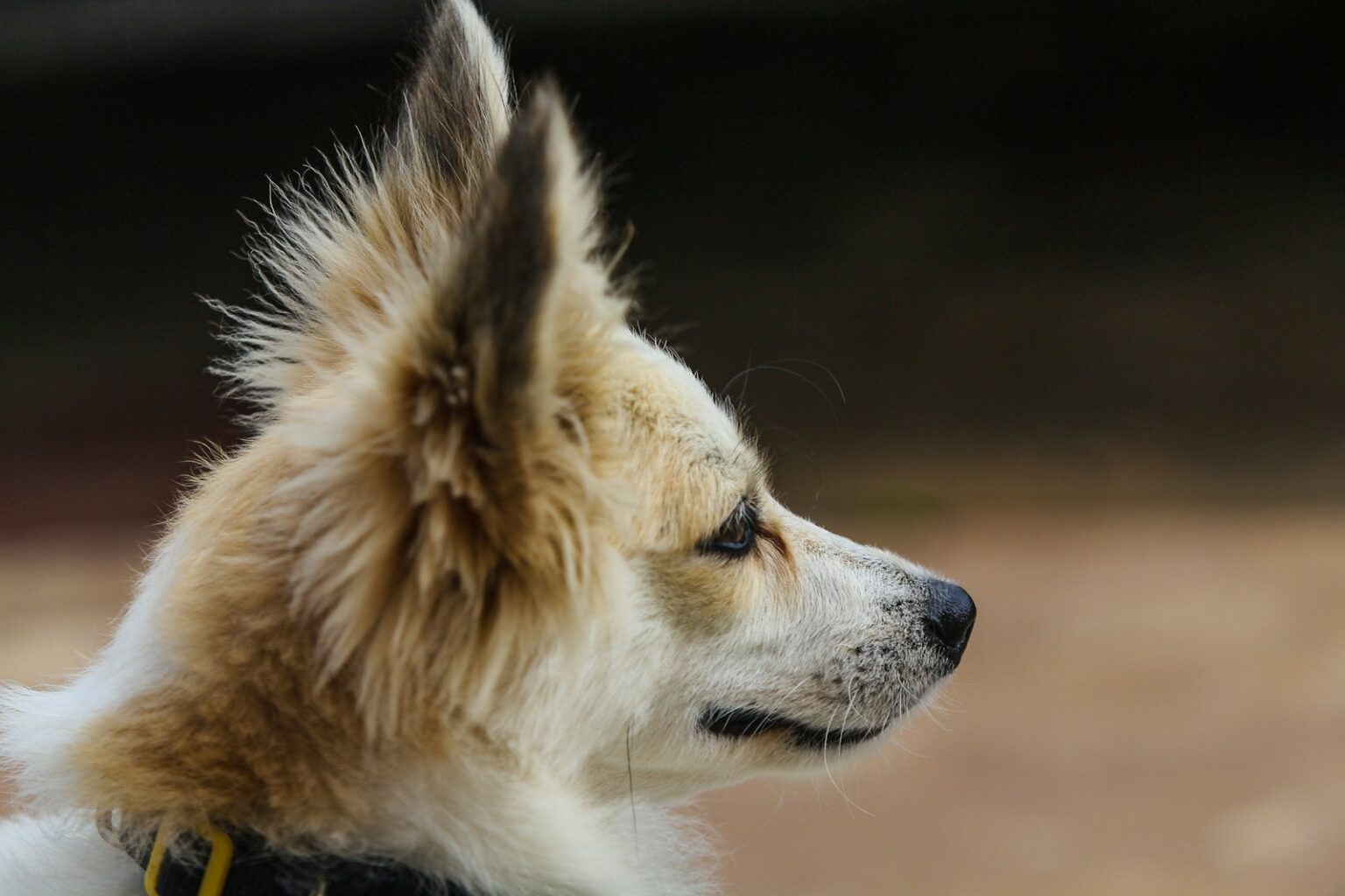 15 Surprising Reasons Why Your Dog Might Be Staring at Nothing - Dog ...