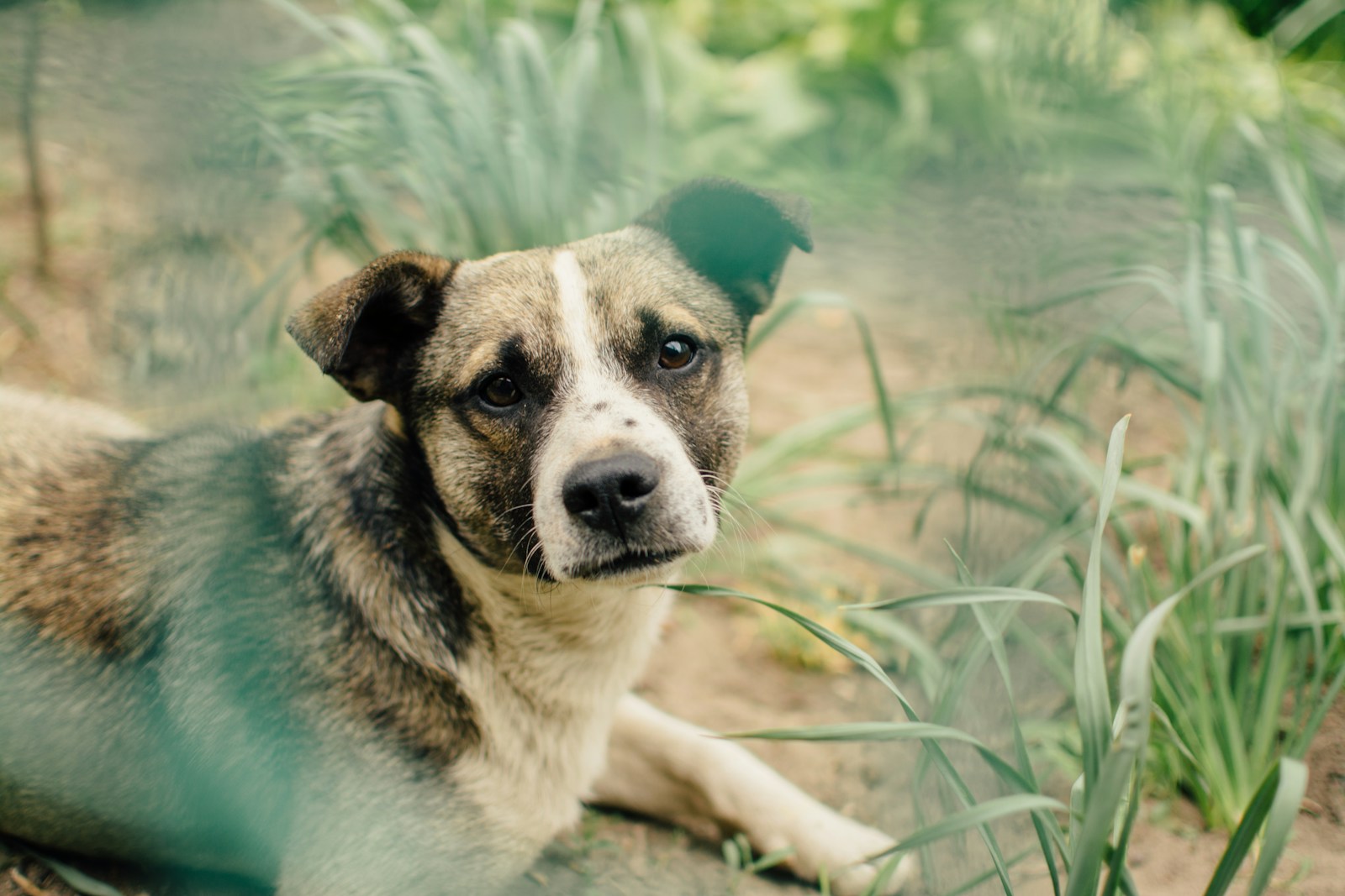 15 Ways Dogs Grieve When Their Owners Pass Away - Dog Breed Pro