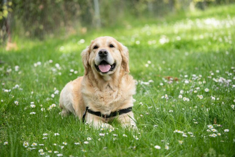 30 Friendliest Dog Breeds That Love Everyone - Dog Breed Pro