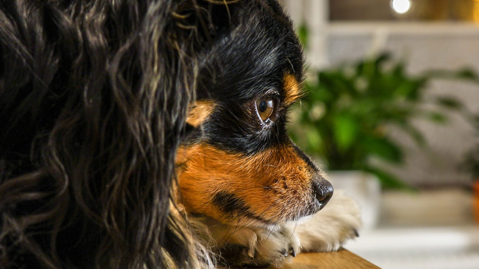 15 Ways Dogs Grieve When Their Owners Pass Away - Dog Breed Pro