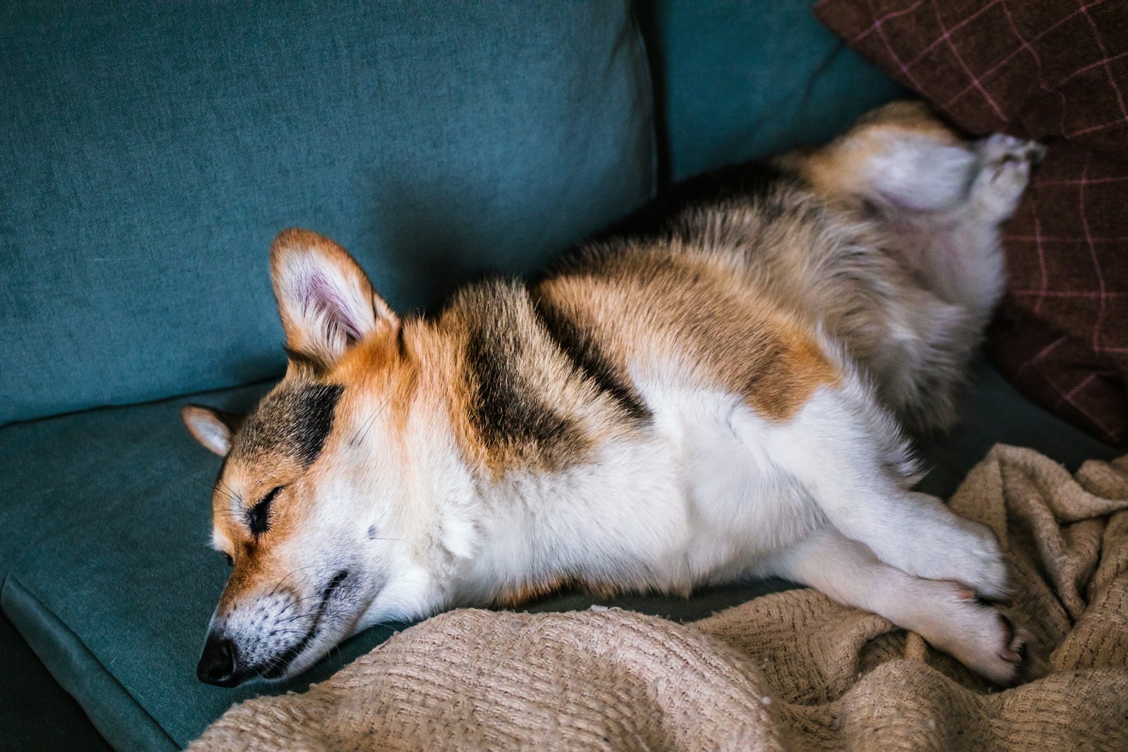 15 Ways Dogs Grieve When Their Owners Pass Away - Dog Breed Pro