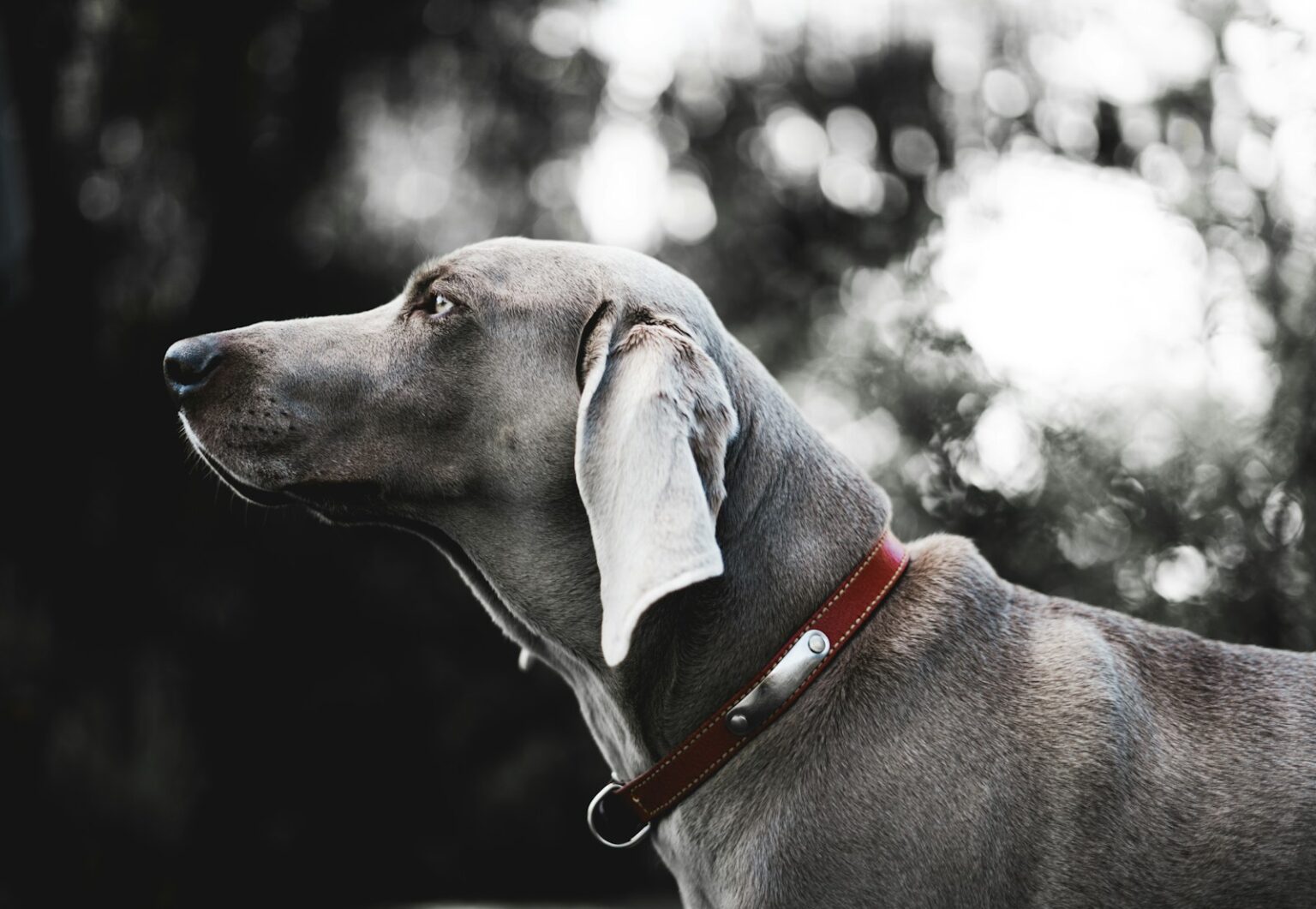 30 Dog Breeds with the Most Dramatic Personalities - Dog Breed Pro