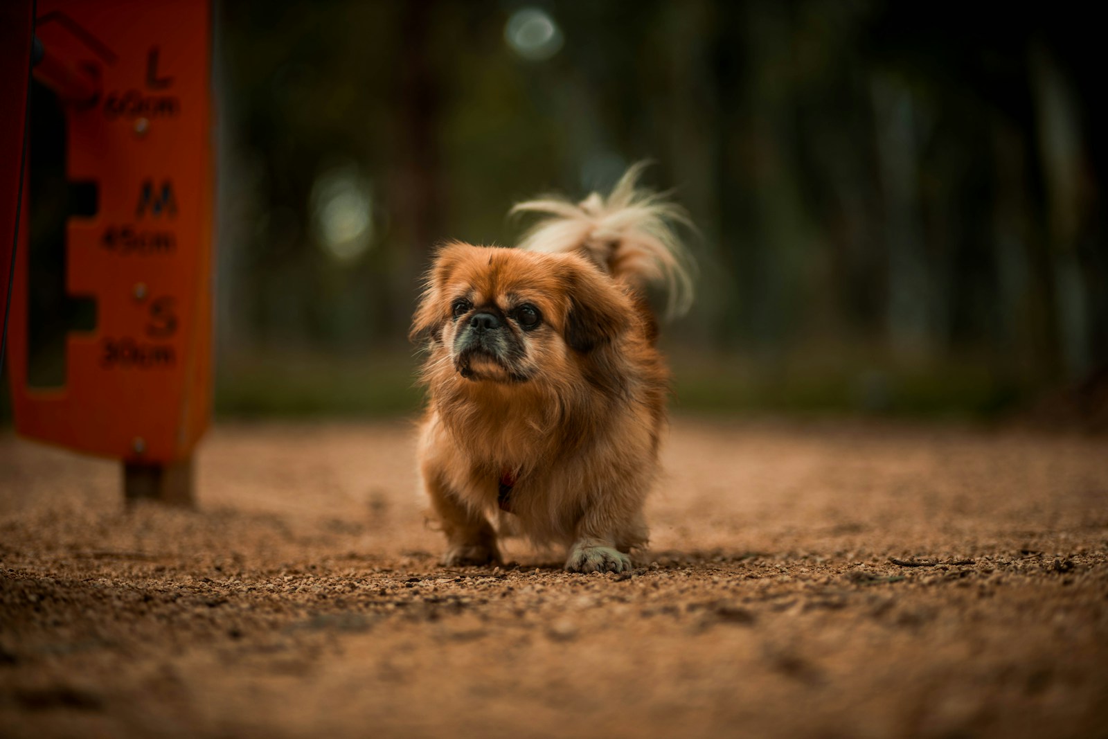 15 Dog Breeds That Are Known for Being Very Stubborn - Dog Breed Pro