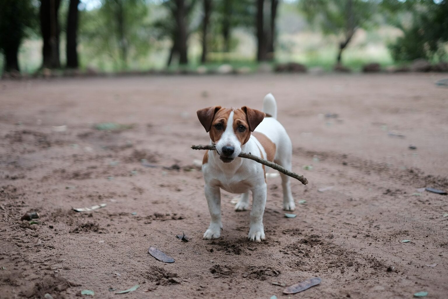 15 Dog Breeds That Are Known for Being Very Stubborn - Dog Breed Pro