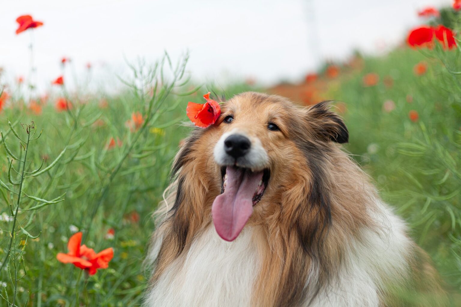 15 Dog Breeds That Are the Most Loyal to Their Owners - Dog Breed Pro